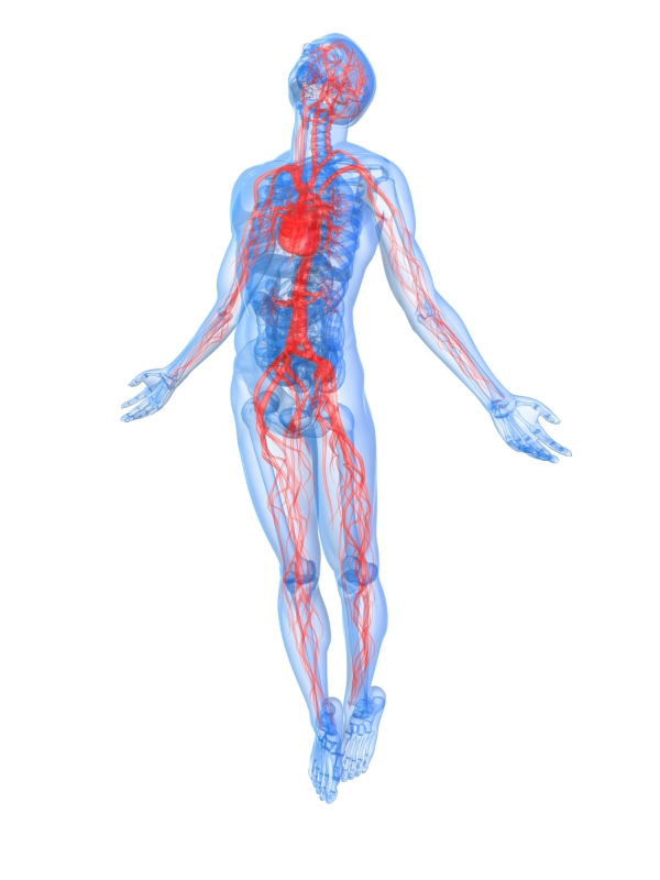 Cardiovascular Angiogenesis