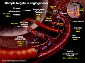 The Angiogenesis Process|The Angiogenesis Foundation