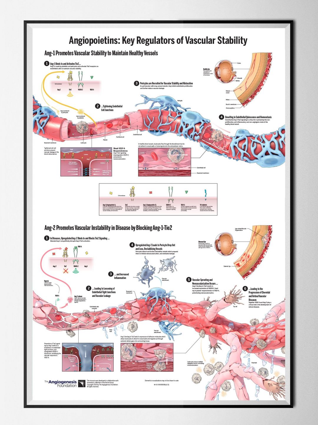 Wall Charts and Posters|The Angiogenesis Foundation